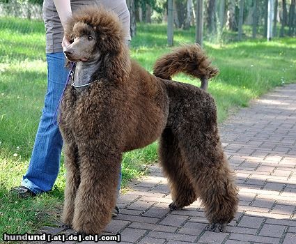 Grosspudel, Königspudel Foto 46647 - hundund.de